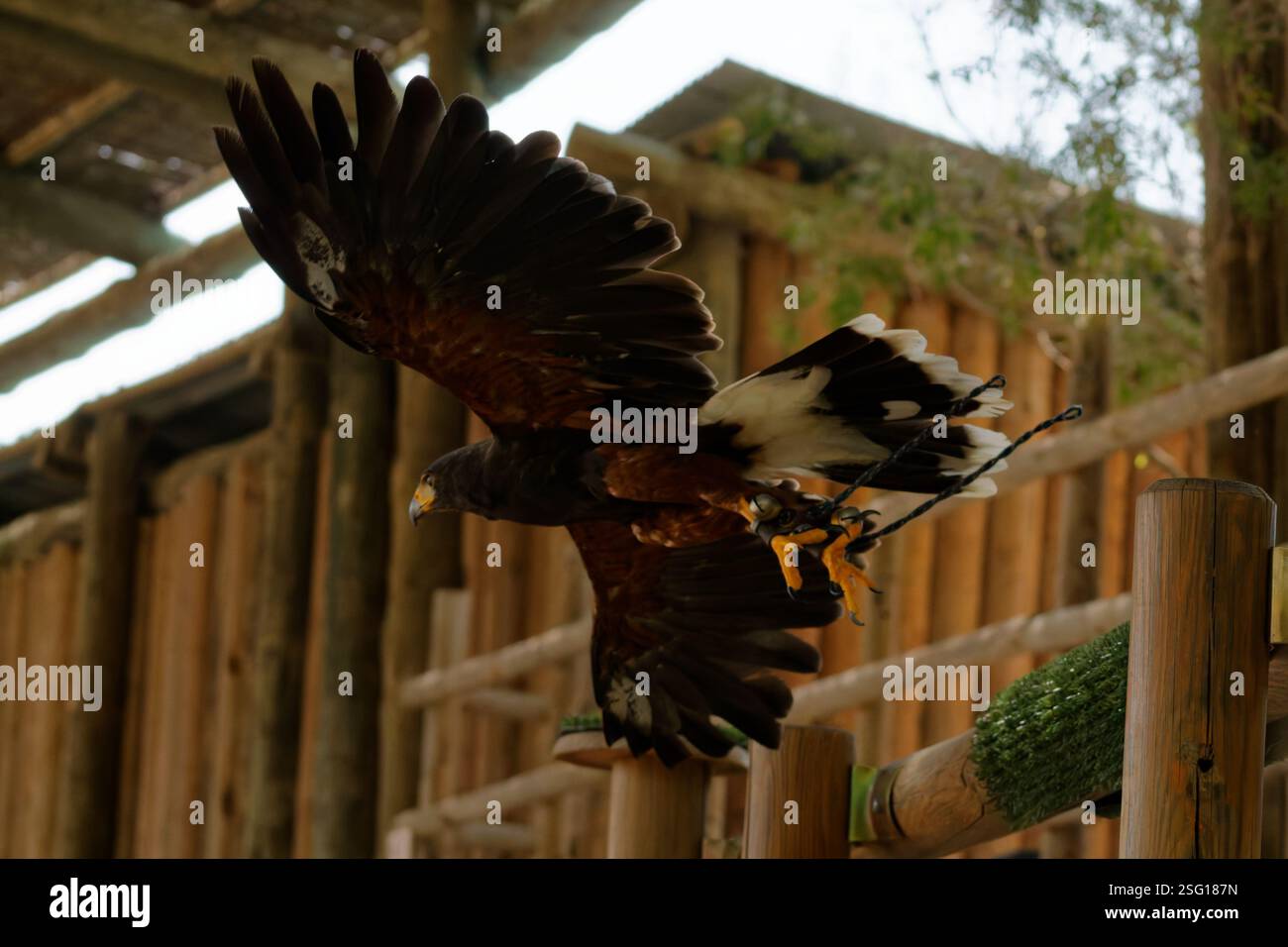 A hawk in mid-flight, showcasing its wingspan and detailed plumage. The ...