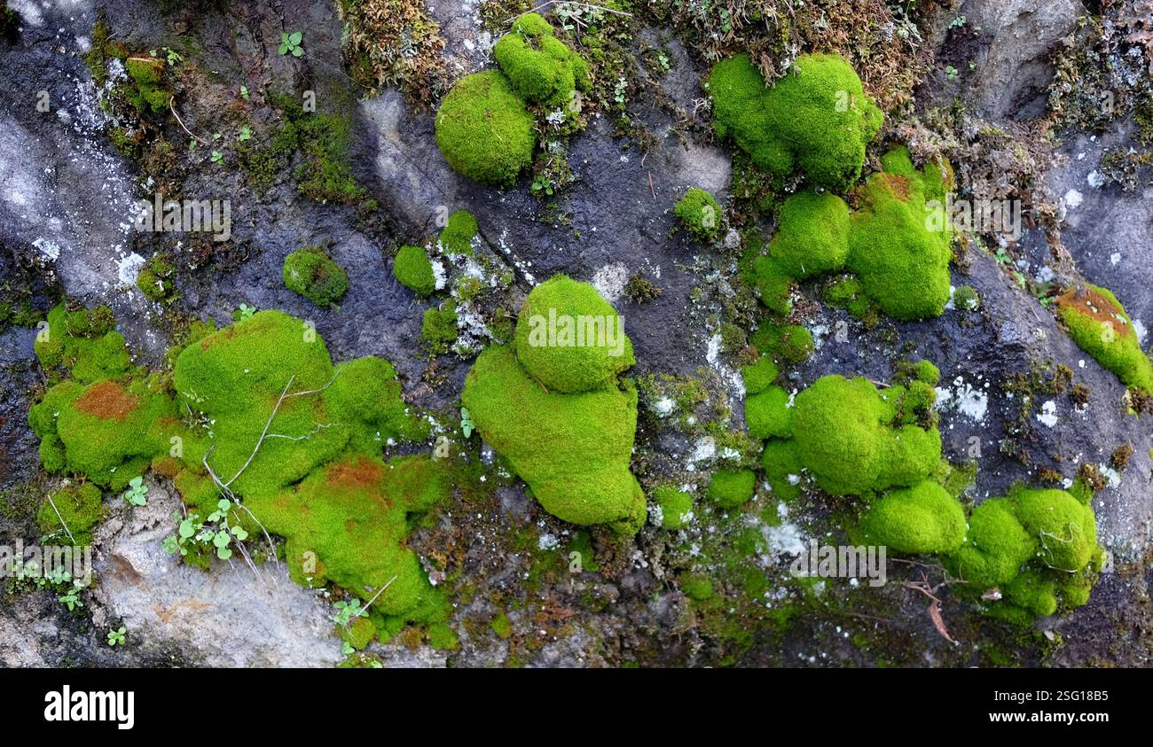 Cushion moss hi-res stock photography and images - Alamy