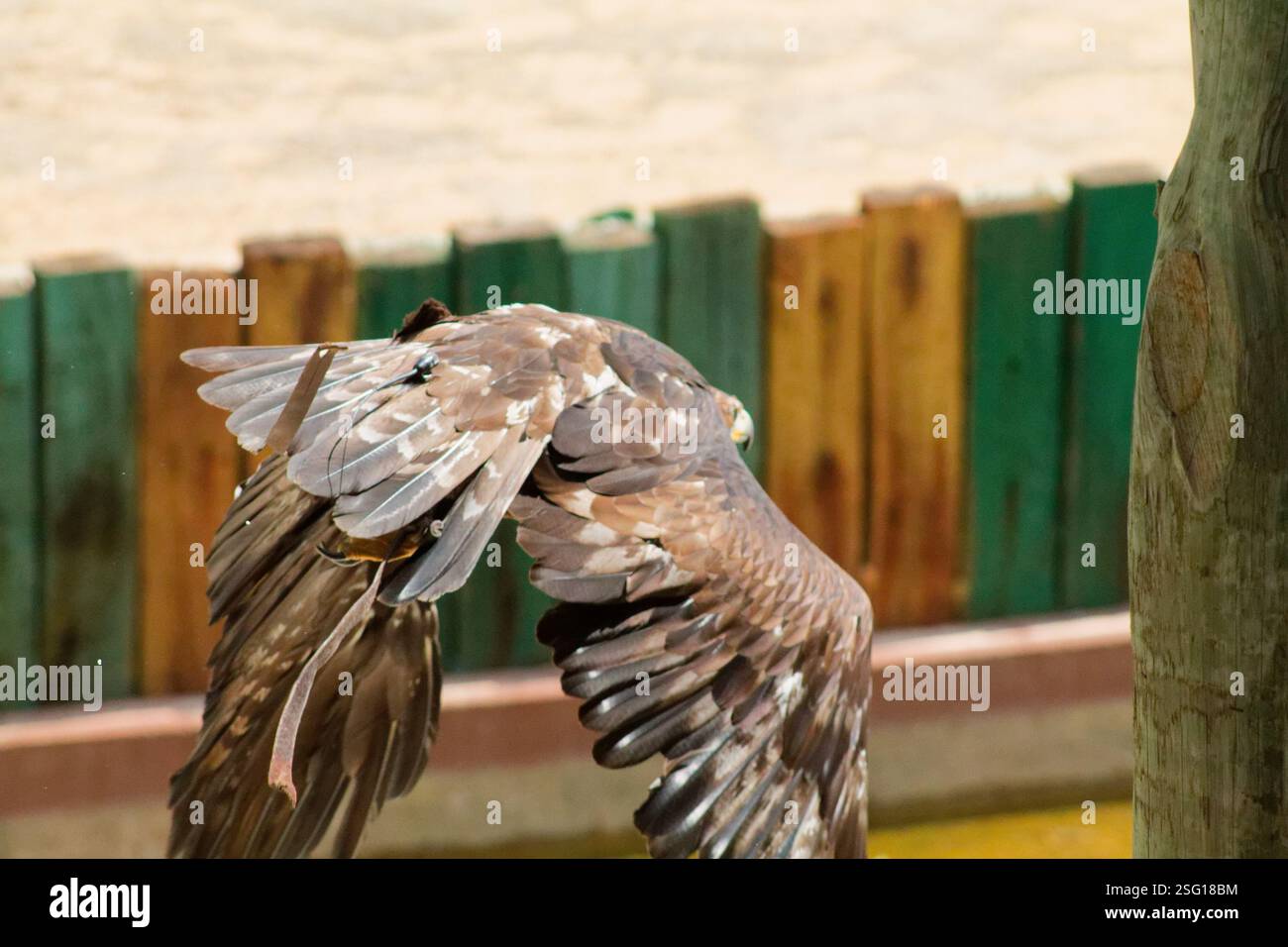 A close-up view of a bird in flight, showcasing its detailed feathers ...