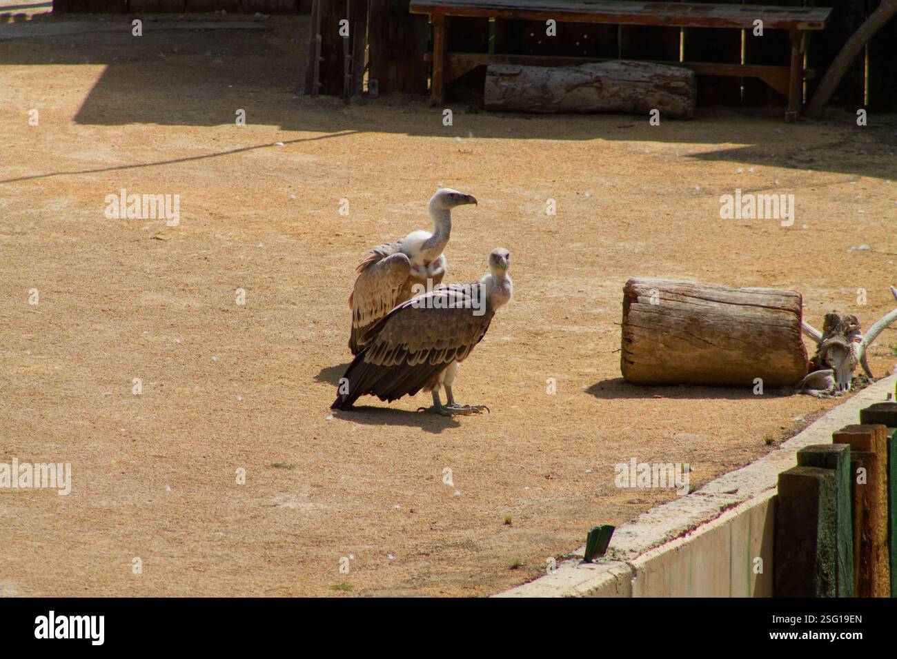 Two vultures standing on a sandy ground, with a log nearby. The setting ...