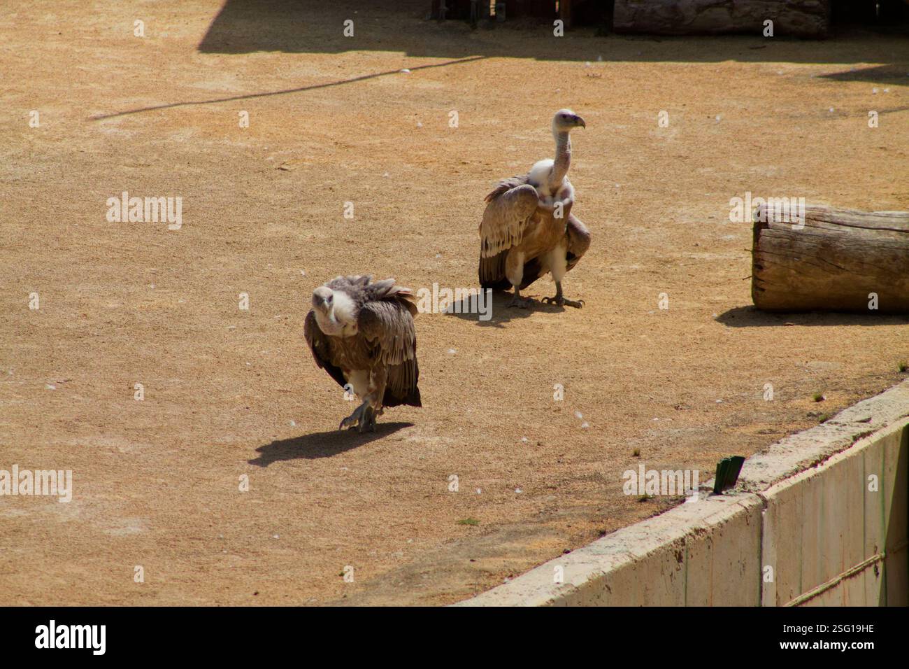 Two vultures standing on a sandy ground, one is walking while the other ...