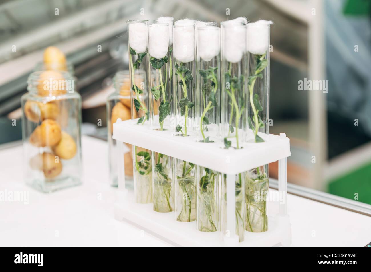 in vitro collection of transgenic potato plant and original varieties ...