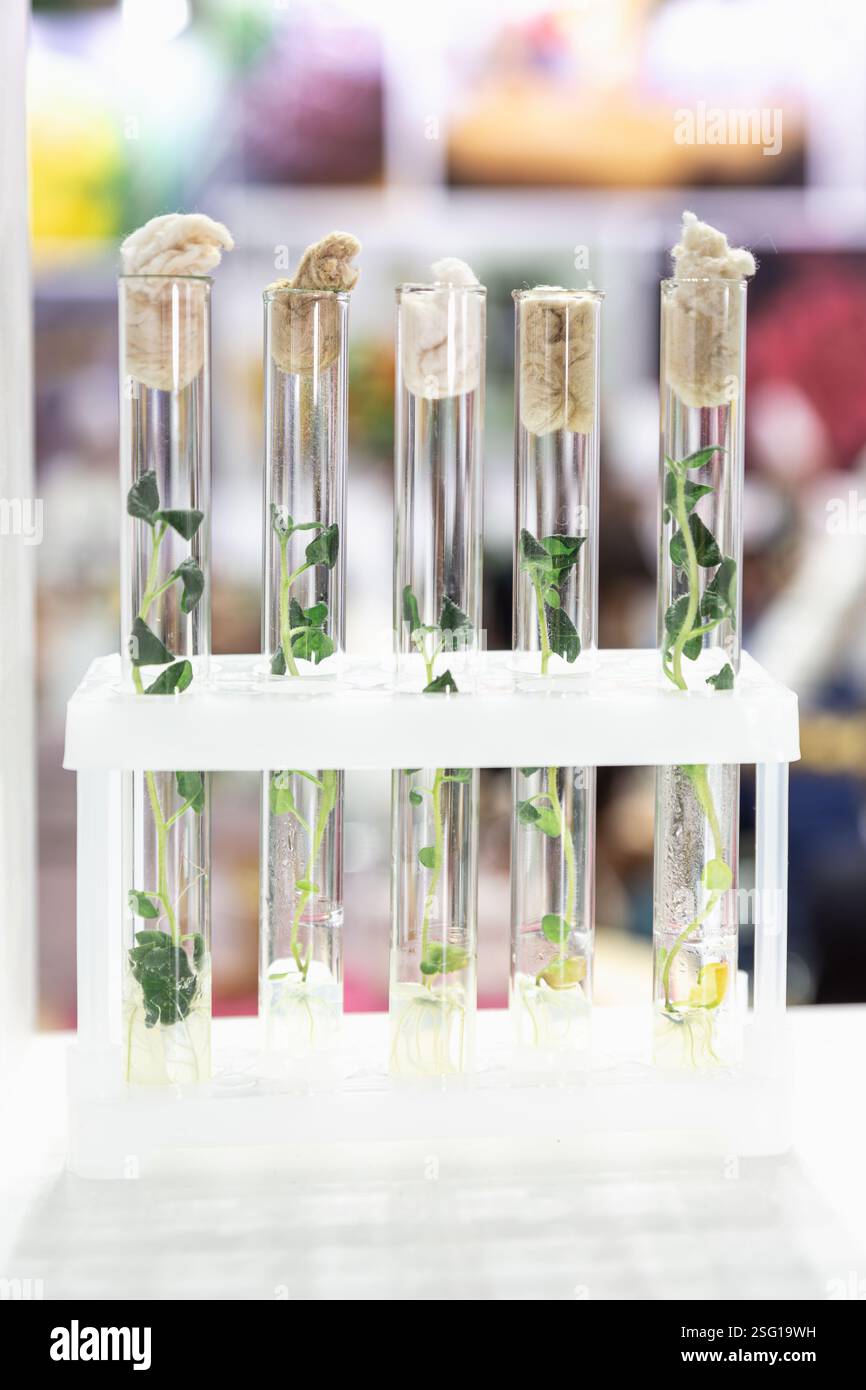 in vitro collection of transgenic potato plant and original varieties ...