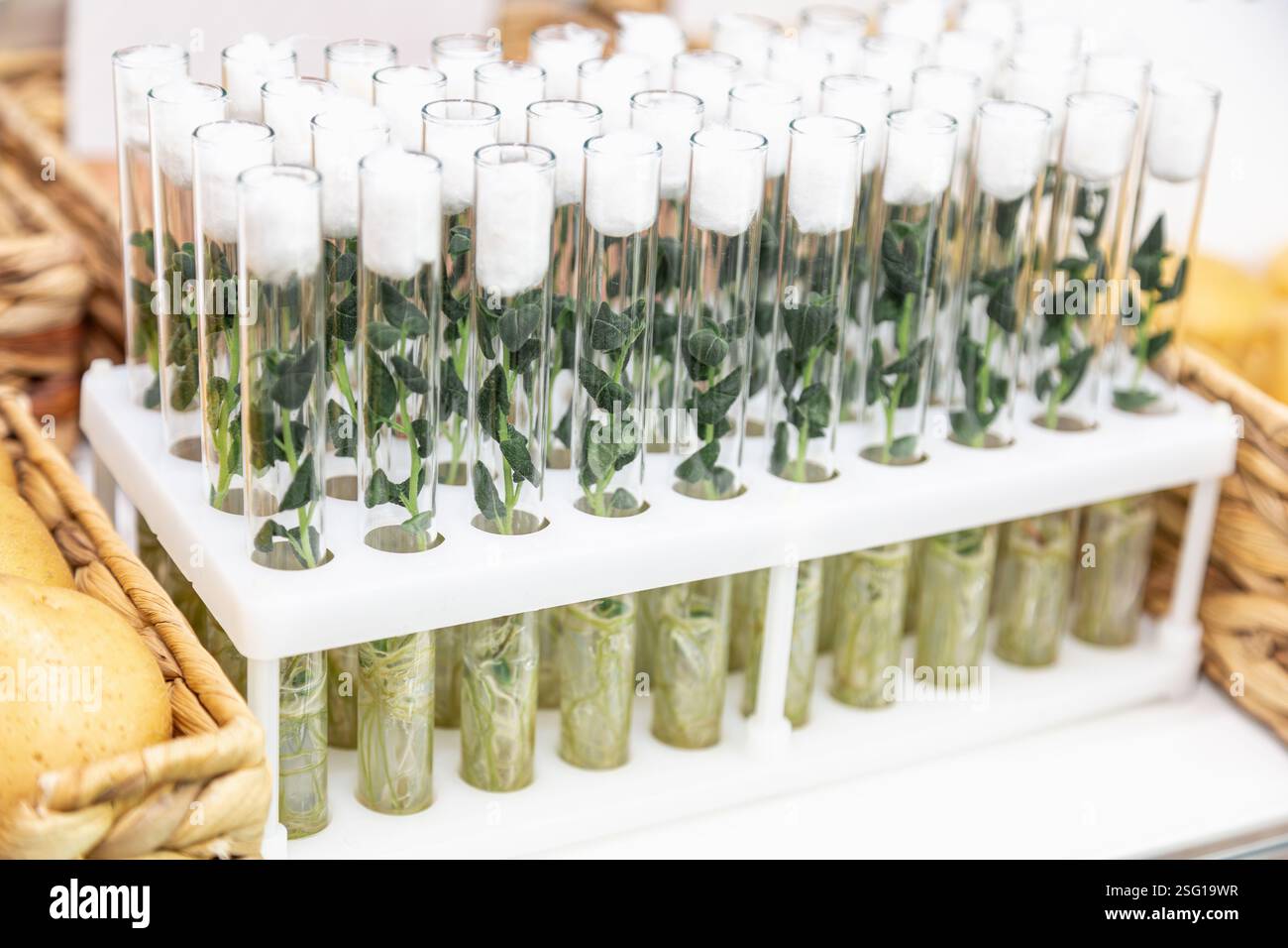 in vitro collection of transgenic potato plant and original varieties ...