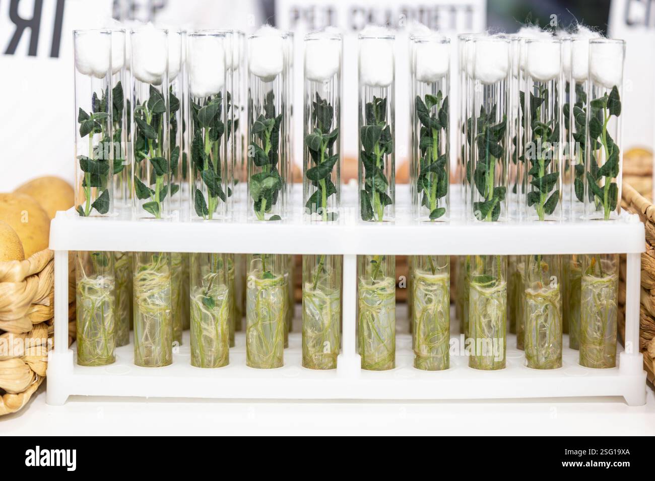 in vitro collection of transgenic potato plant and original varieties ...