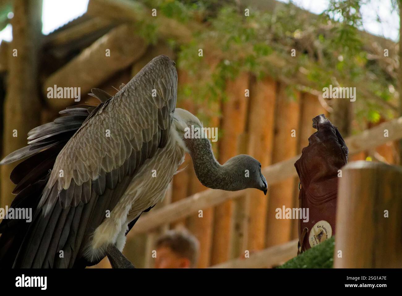 A large bird with gray feathers bending down towards a brown object ...