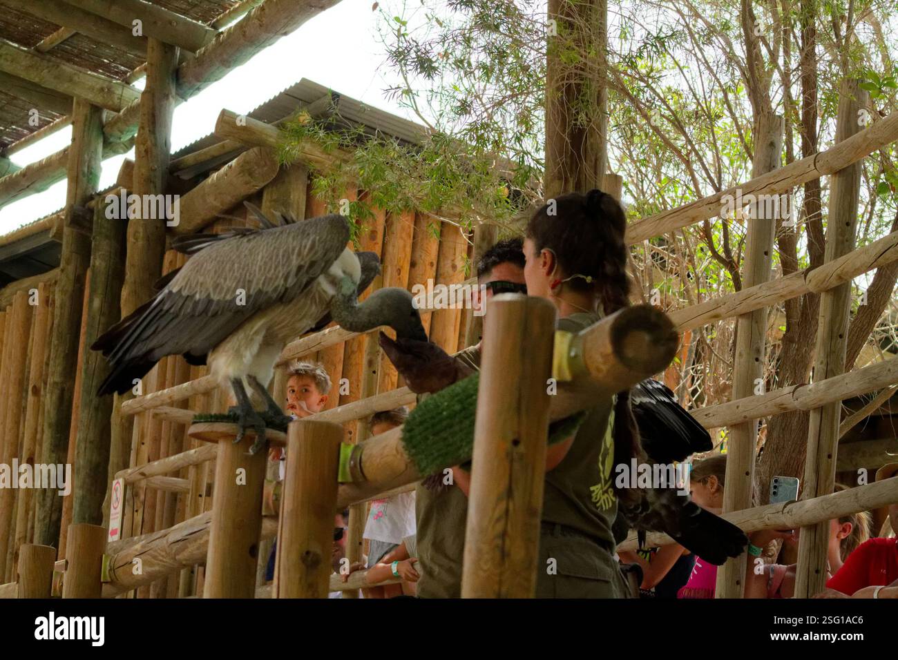 A wildlife demonstration featuring a handler with a vulture and a crowd ...