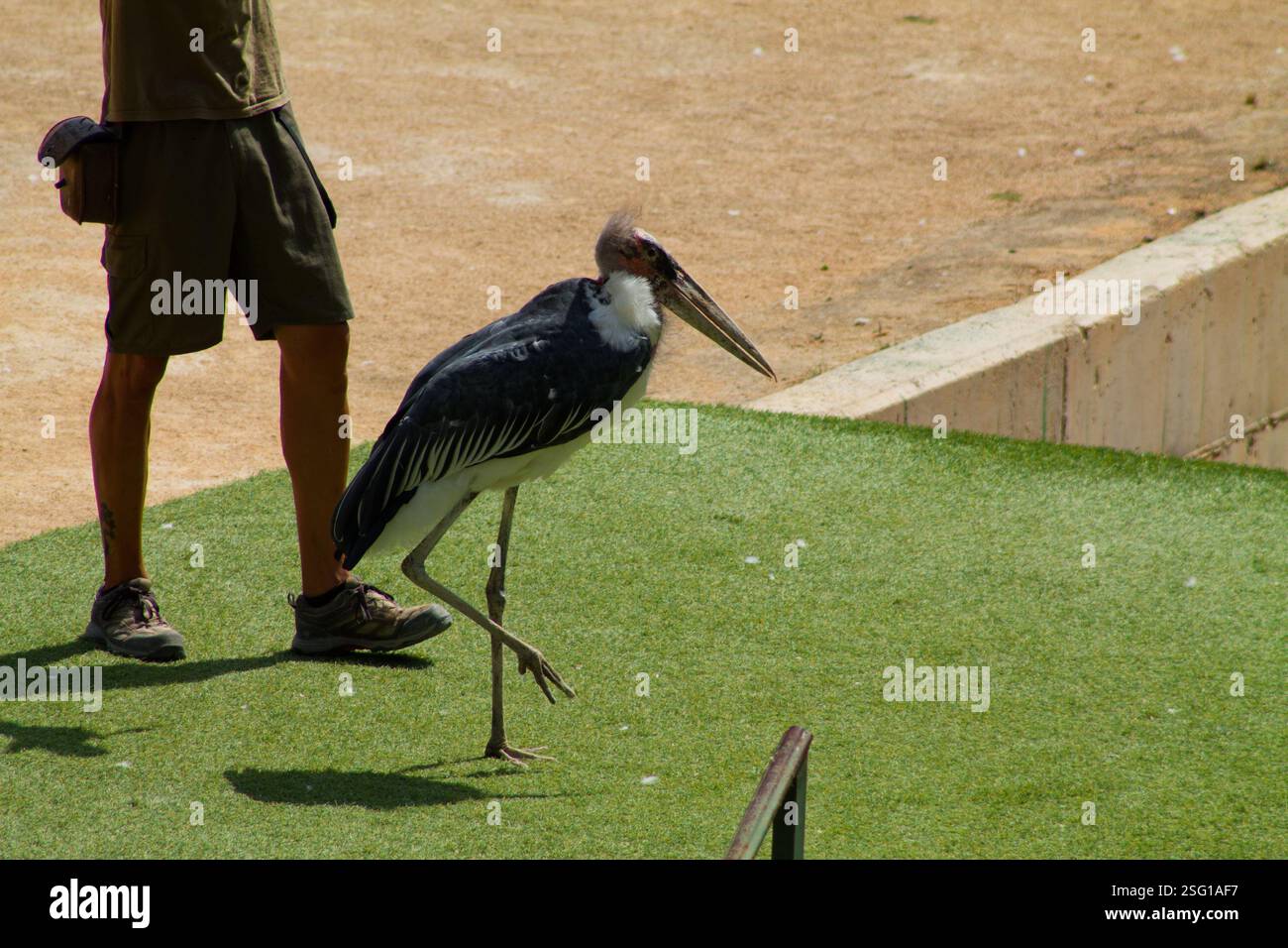 A tall bird with long legs and a long beak walking on green grass, with ...