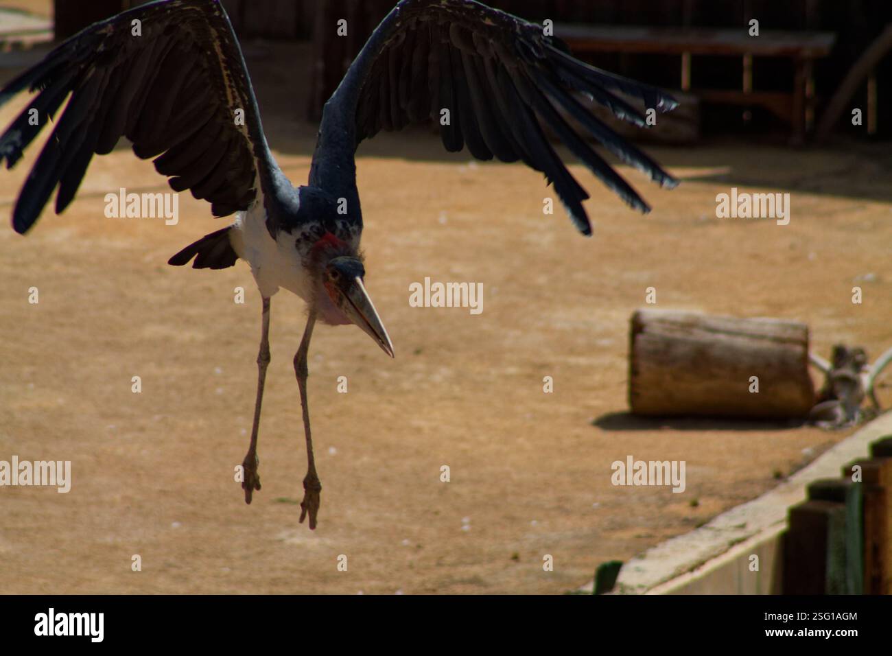 A large bird in flight with outstretched wings, showcasing its long ...