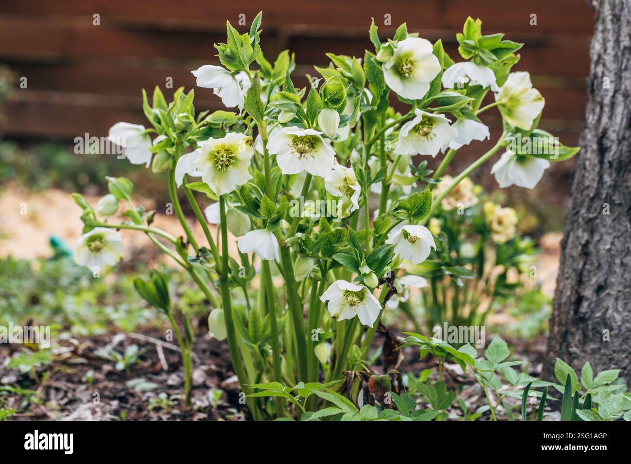 Helleborus Orientalis Standort