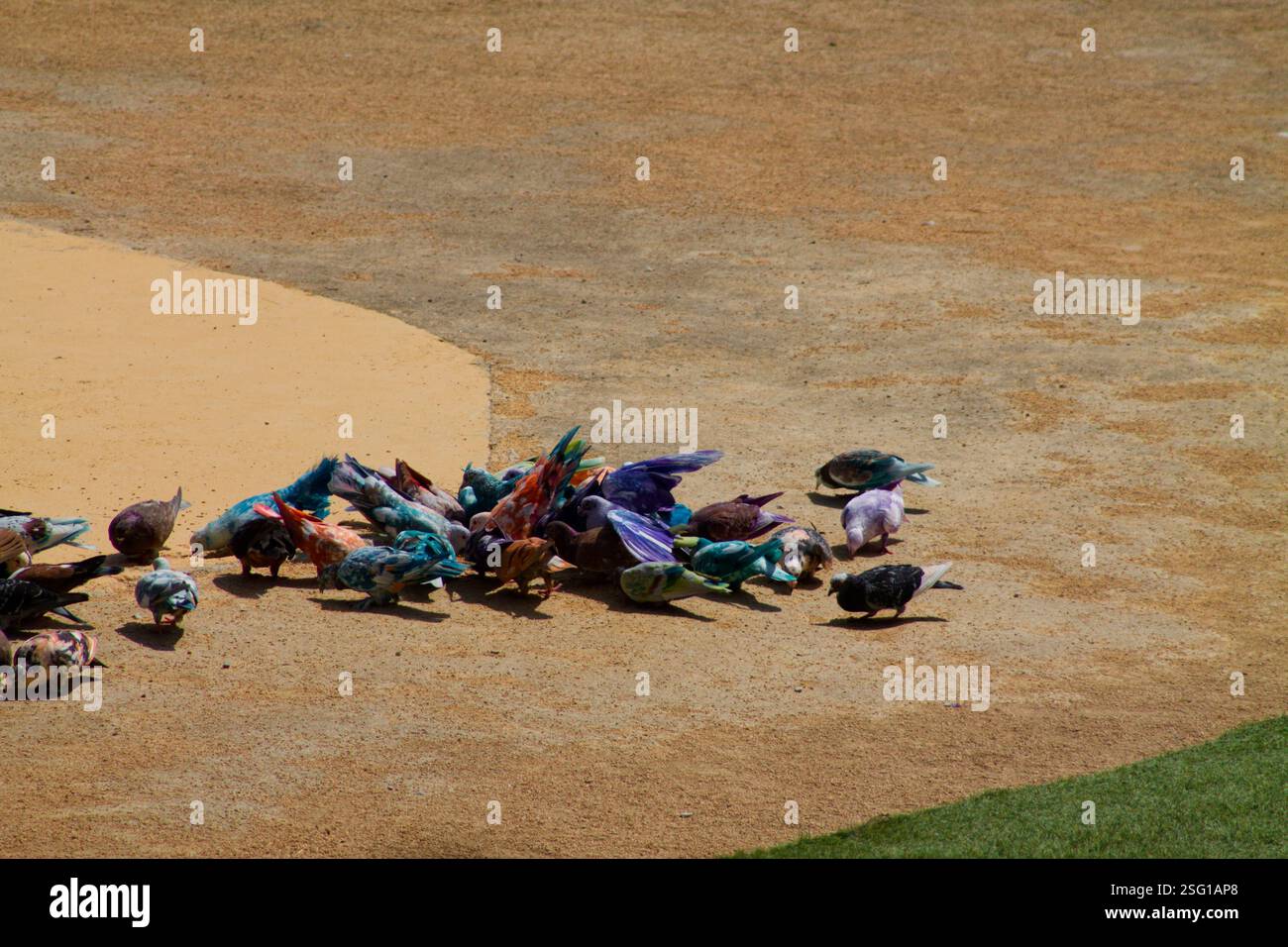 A flock of colorful pigeons gathered on a sandy surface, with some ...