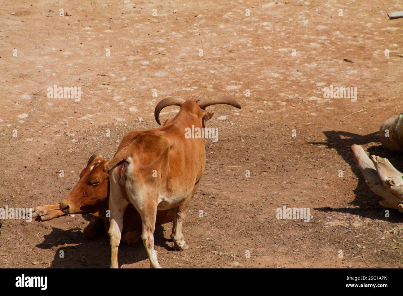 A brown cow with prominent horns is seen in a dry, dusty area. The cow ...