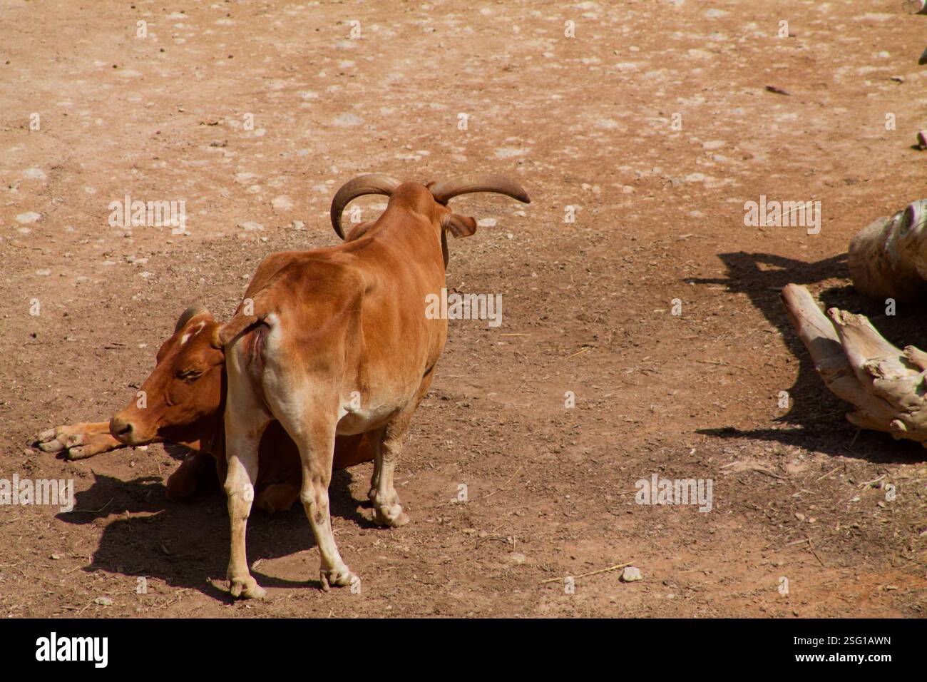 A brown cow with curved horns is seen in a dry, dusty area. The cow is ...