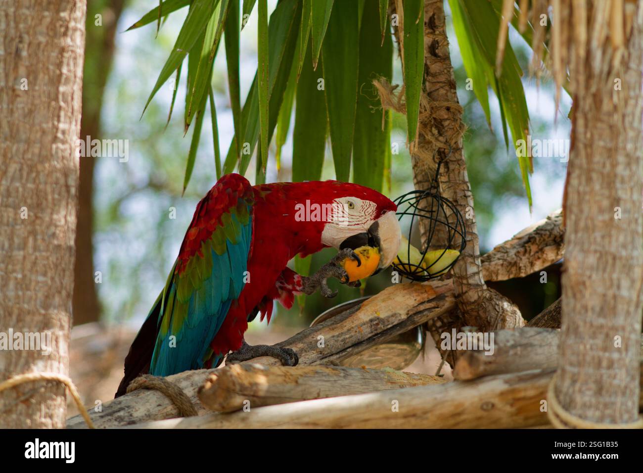 A vibrant macaw perched on a branch, interacting with a feeder. The ...