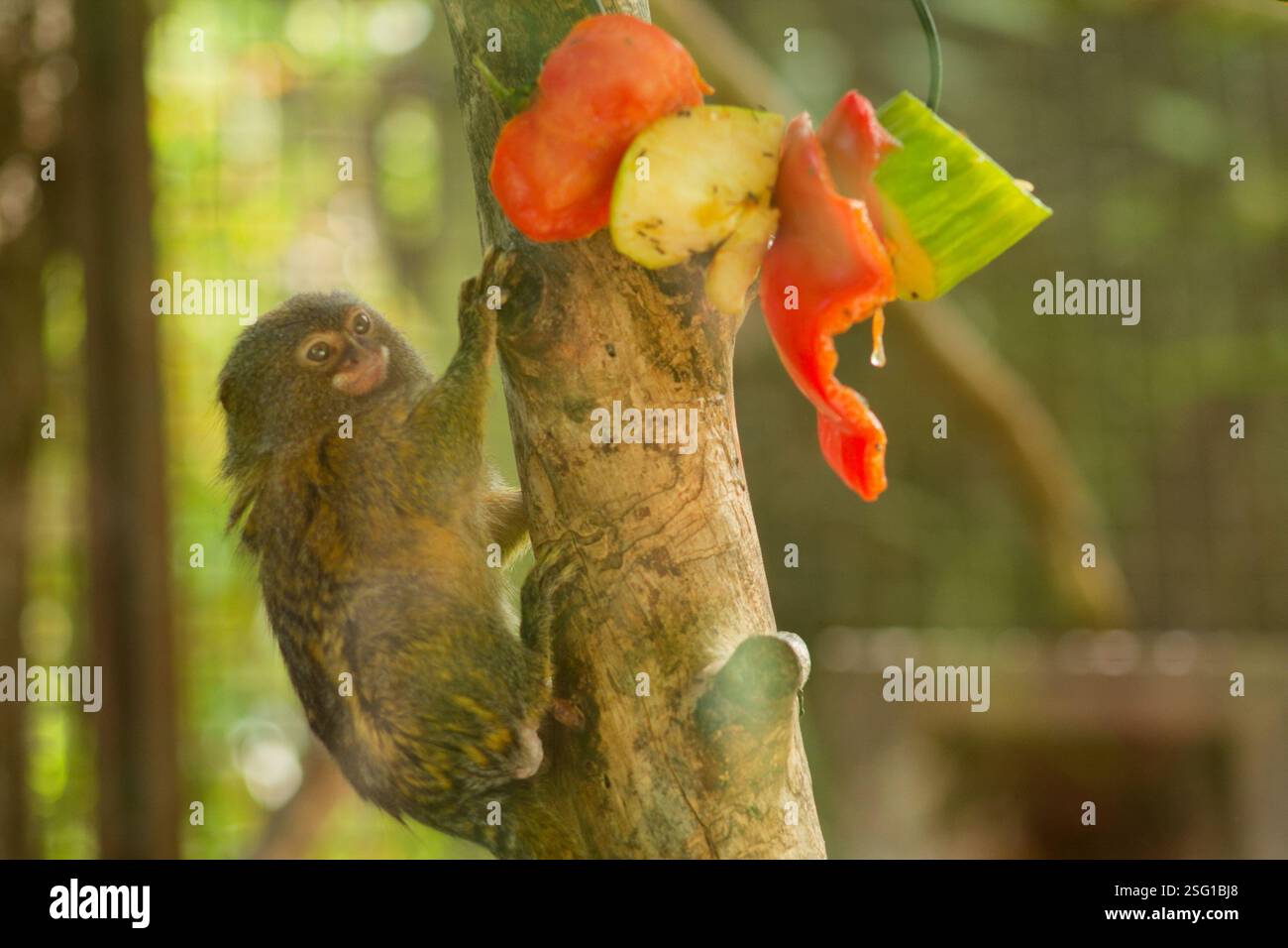 Monkey reaching for food from tree hi-res stock photography and images ...