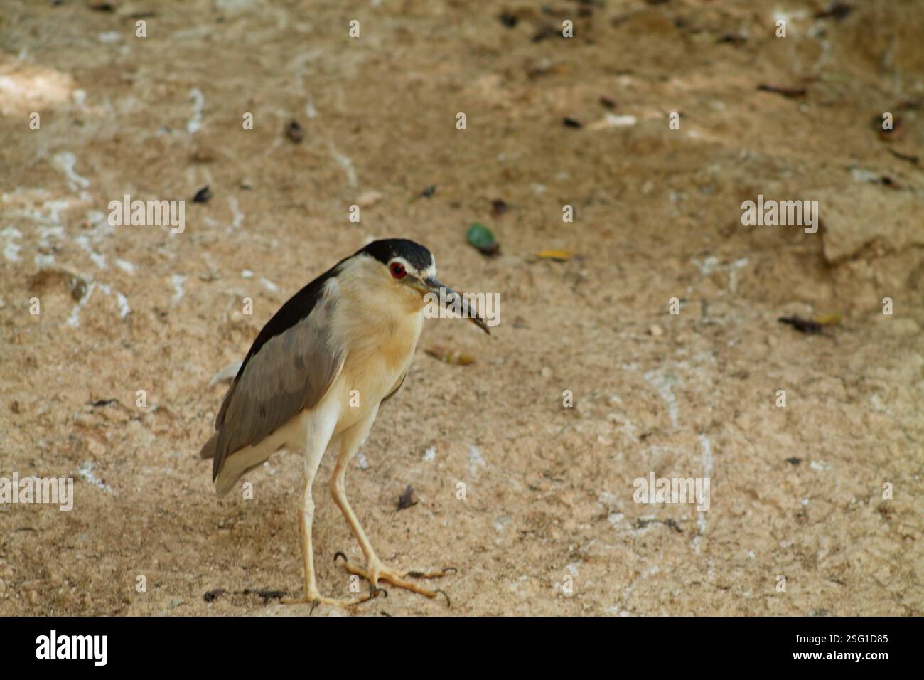 A solitary bird standing on a rocky surface, featuring a black cap ...