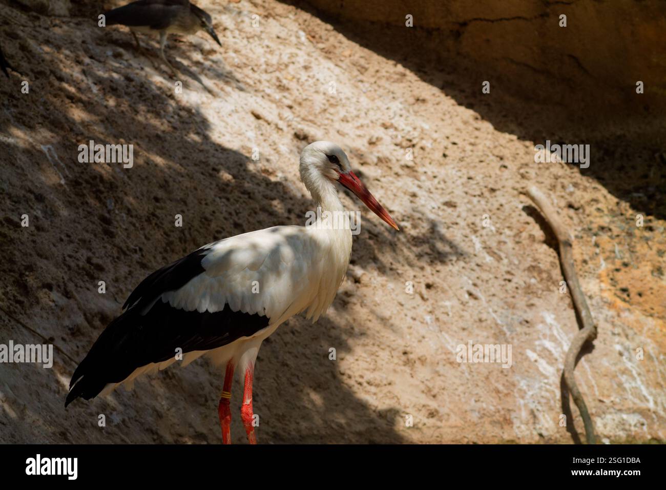 A white stork stands on a rocky surface, showcasing its distinctive ...