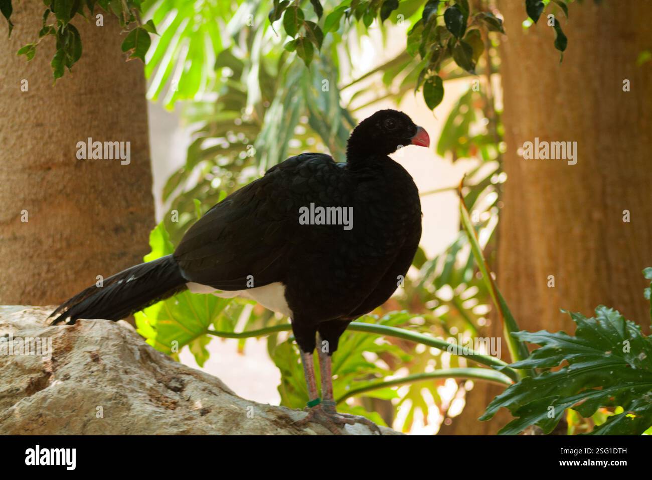 A black bird with a white belly standing on a rock, surrounded by green ...