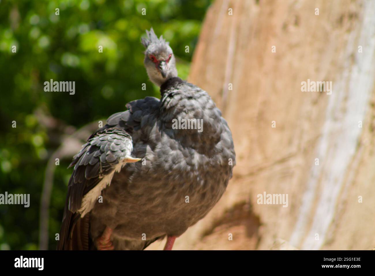 A close-up of a large, gray bird with a distinctive head and feathers ...