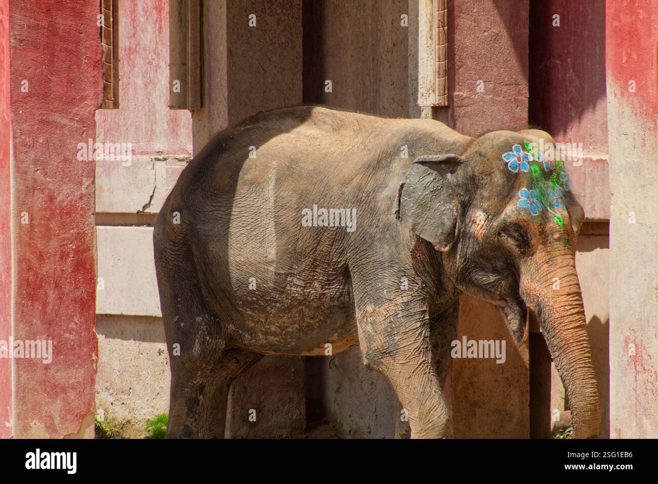 A solitary elephant standing in a shaded area, with colorful floral ...