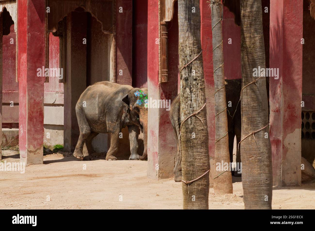 An elephant walking near a red wall with traditional architecture ...