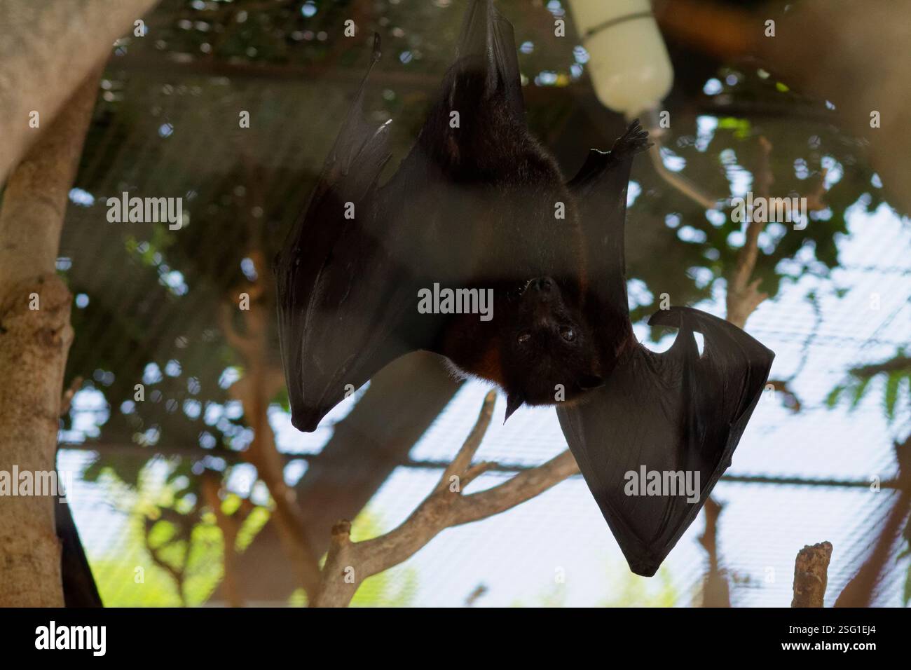 A bat hanging upside down in a zoo enclosure, surrounded by greenery ...