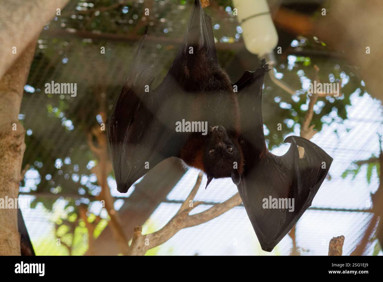 A large bat hanging upside down from a branch, showcasing its wings and ...