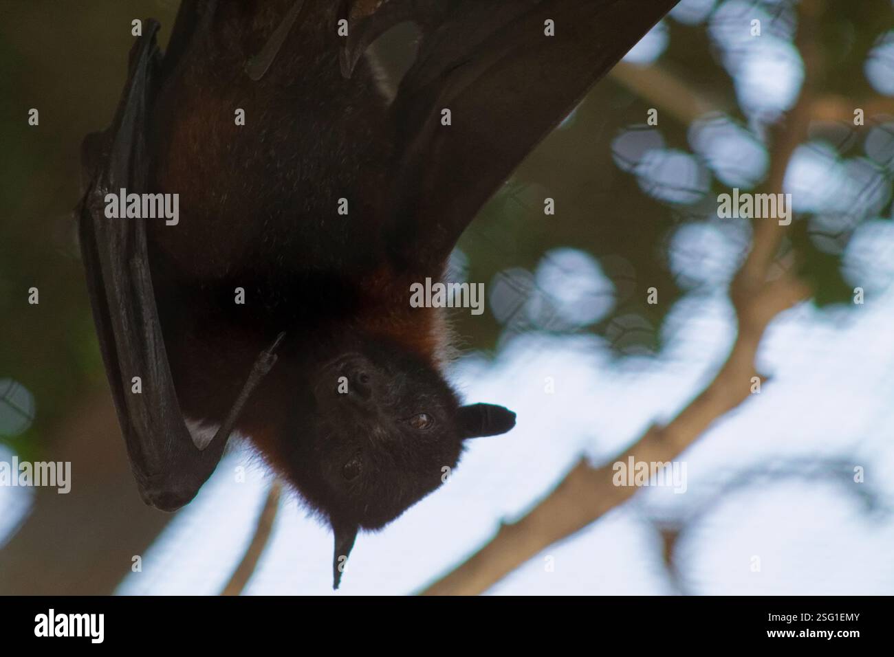 A close-up of a bat hanging upside down, showcasing its wings and ...