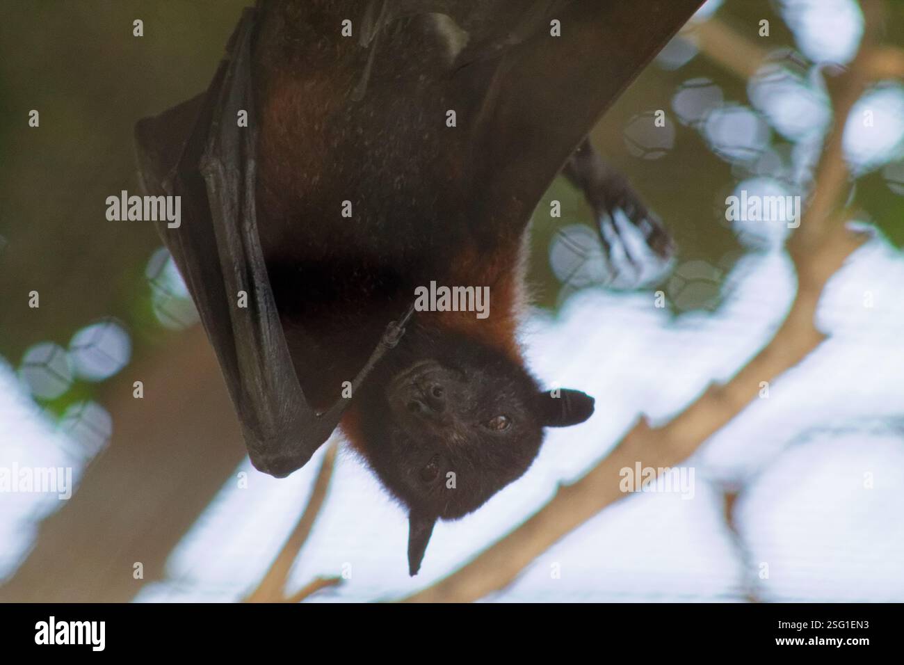 A close-up of a bat hanging upside down, showcasing its dark fur and ...
