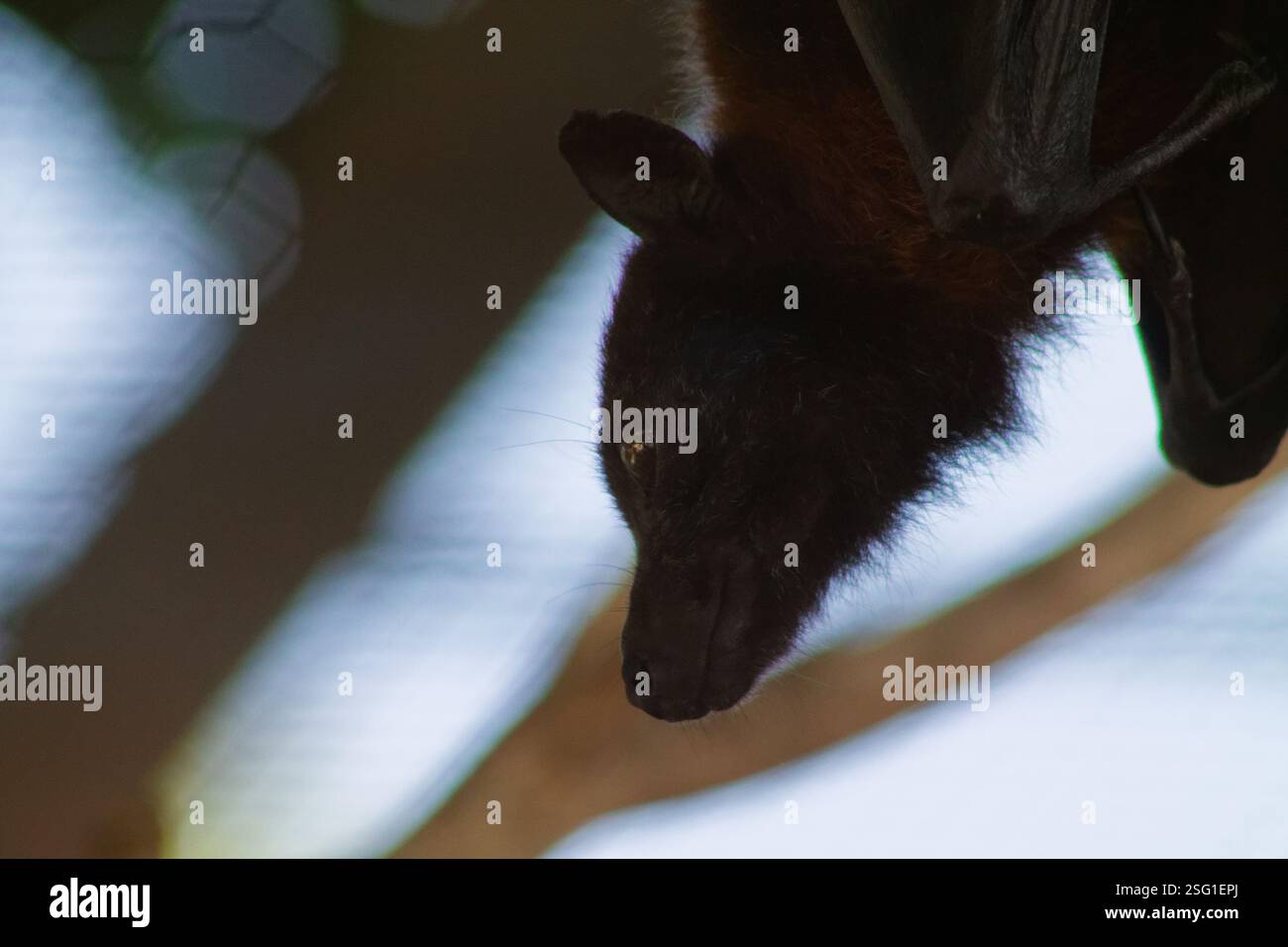 A close-up of a bat hanging upside down, showcasing its dark fur and ...