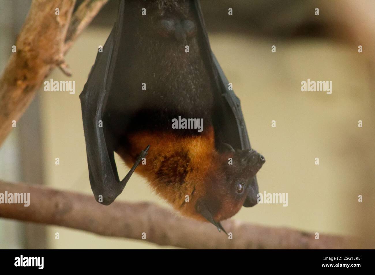 A close-up of a bat hanging upside down from a branch, showcasing its ...