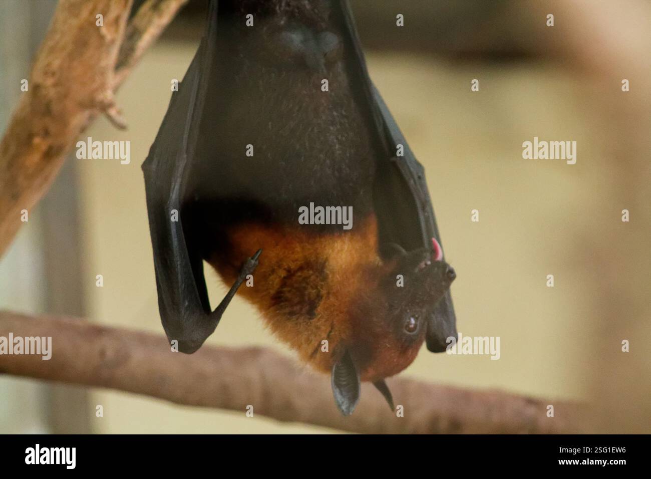 A close-up of a bat hanging upside down from a branch. The bat has a dark fur coat with a ...