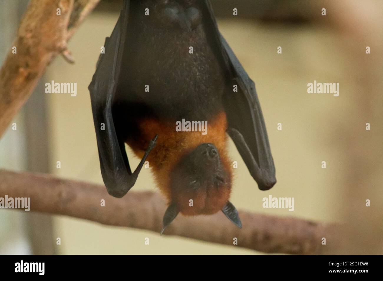 A close-up of a bat hanging upside down from a branch, showcasing its ...