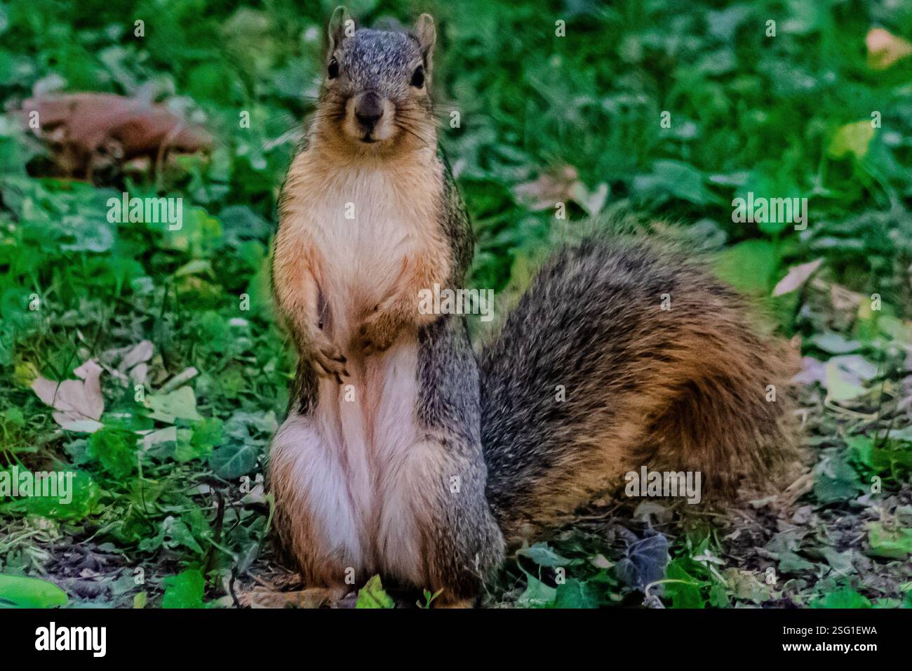 A Squirrel stands and looks on Stock Photo - Alamy