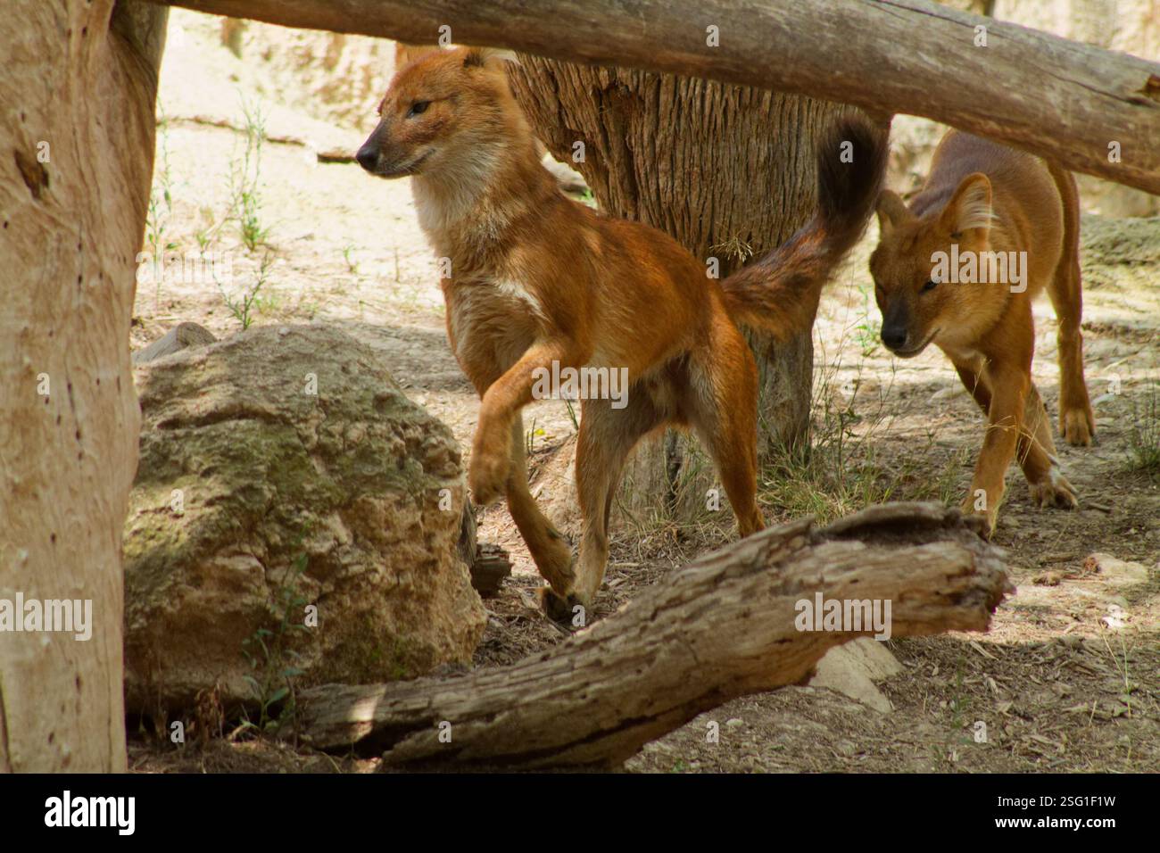 Two wild canines walking in a natural habitat, surrounded by trees and ...