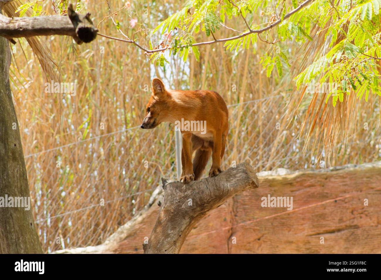 A small, agile animal standing on a tree branch, surrounded by greenery ...