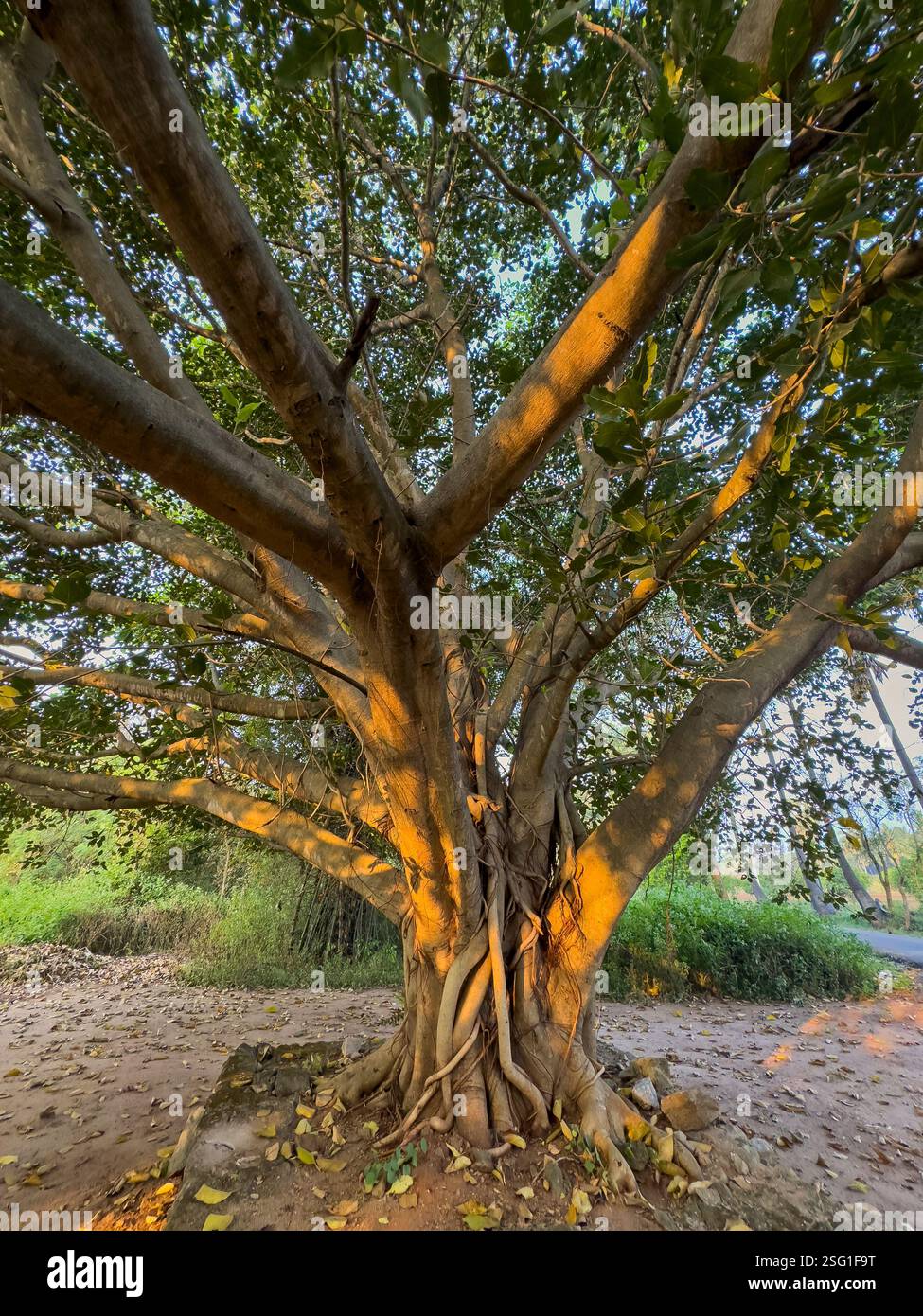 The Indian banyan tree (Ficusbenghalensis) in the tranquil gardens and ...