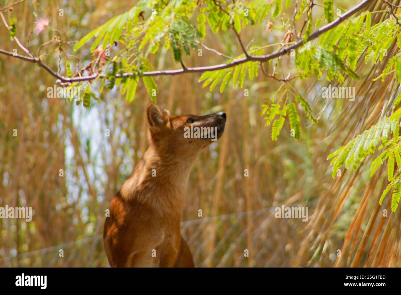 A dingo looking up at green leaves in a natural setting, surrounded by ...