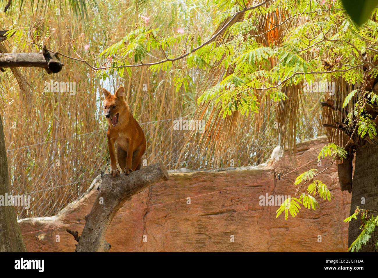 A wild dog perched on a tree branch, surrounded by lush greenery and a ...