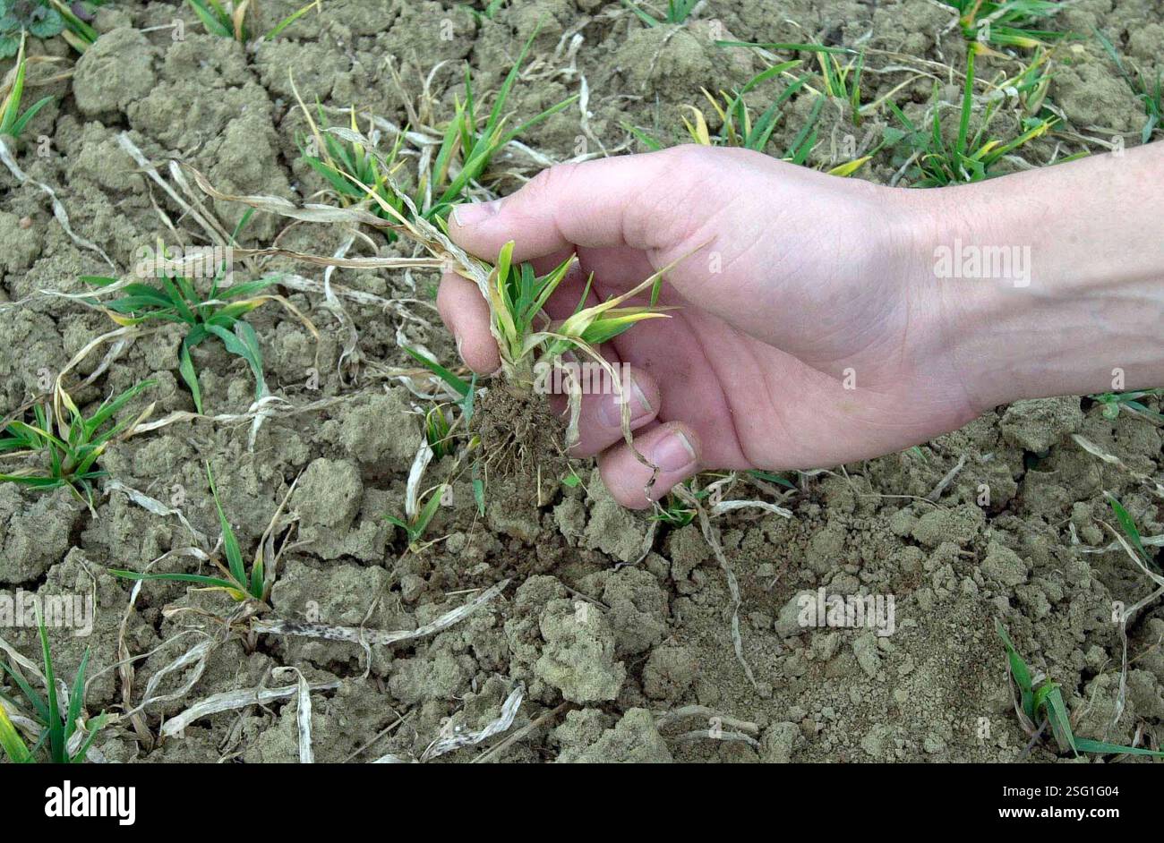 drought in agriculture on the field,dryness in time drought in ...