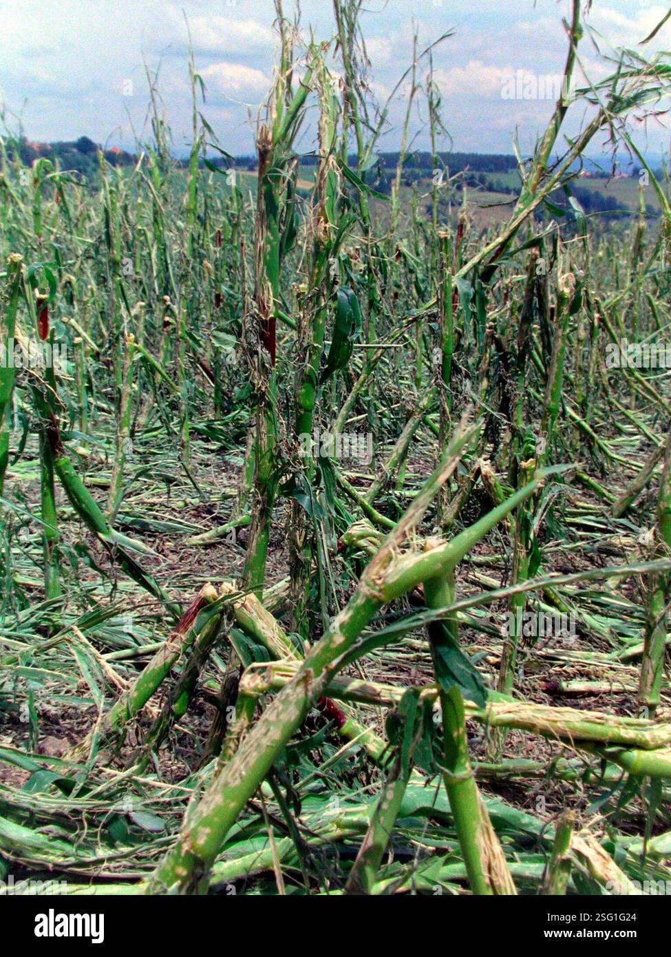 a hail damage to crops on field hail damage to crops on field Stock ...