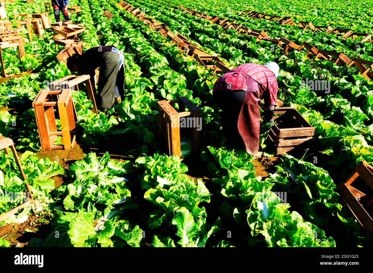 harvesters at the chinese cabbage harvest, working on the field ...