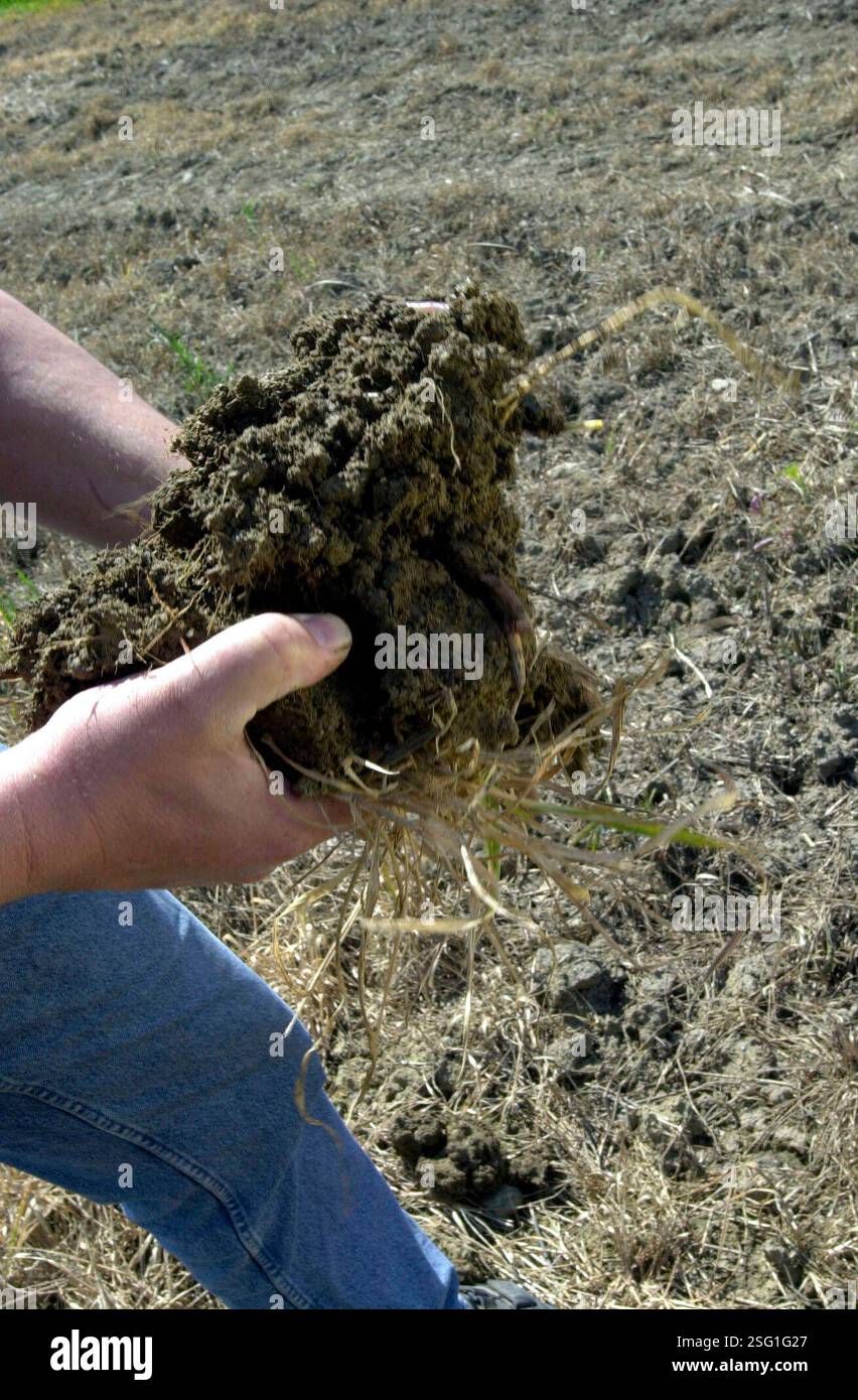 taking a soil sample on a field in agriculture, usable land and arable ...