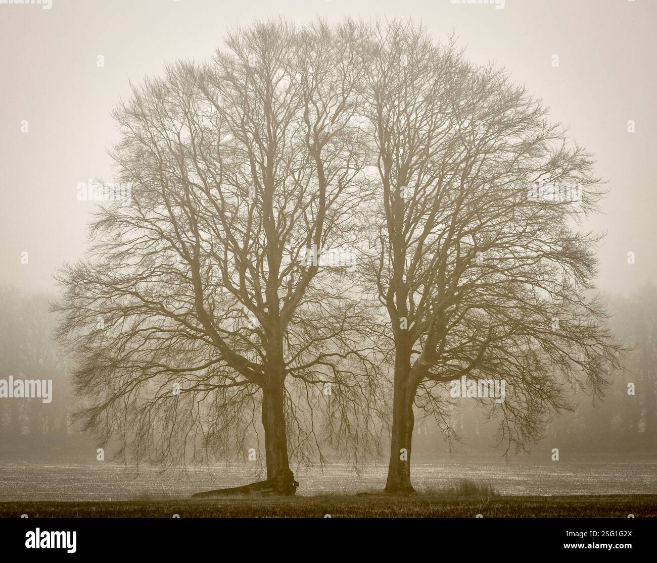 Tree silhouettes in mist hi-res stock photography and images - Alamy