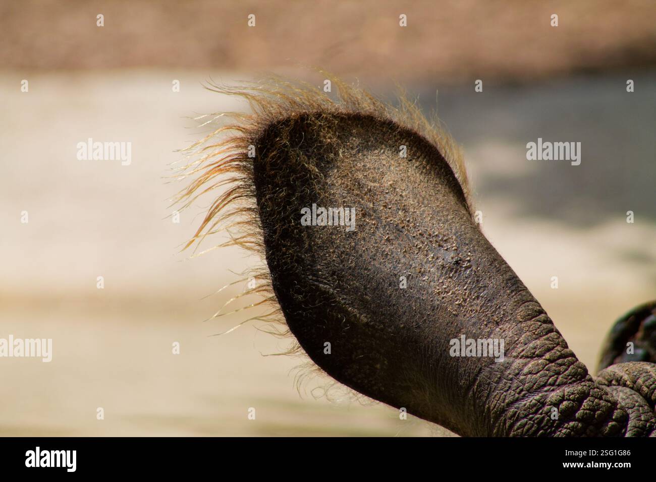 Close-up of an elephant's ear with fine hair and textured skin ...