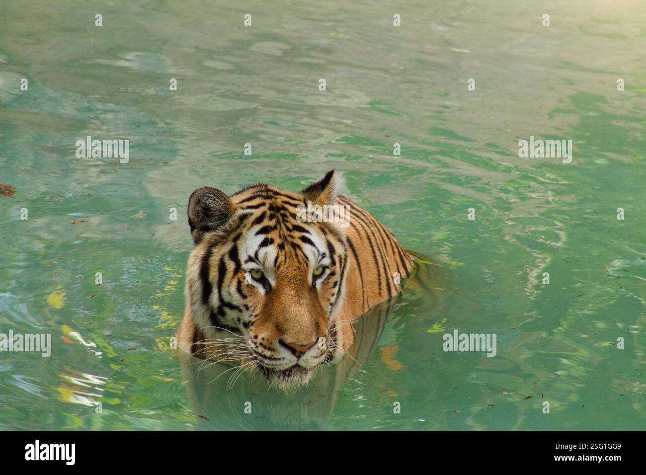 A tiger swimming in a clear, shallow pool of water, surrounded by ...