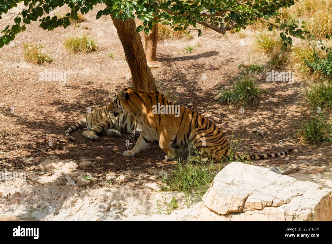 Two tigers resting under a tree in a natural habitat, one tiger ...