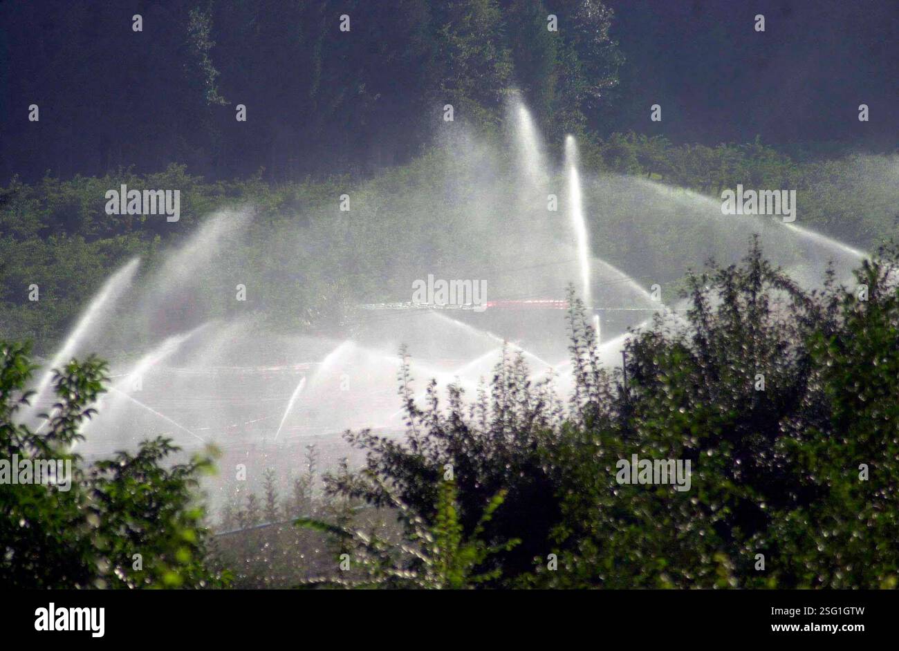 field irrigation through sprinkler system, watering plants and crops in ...