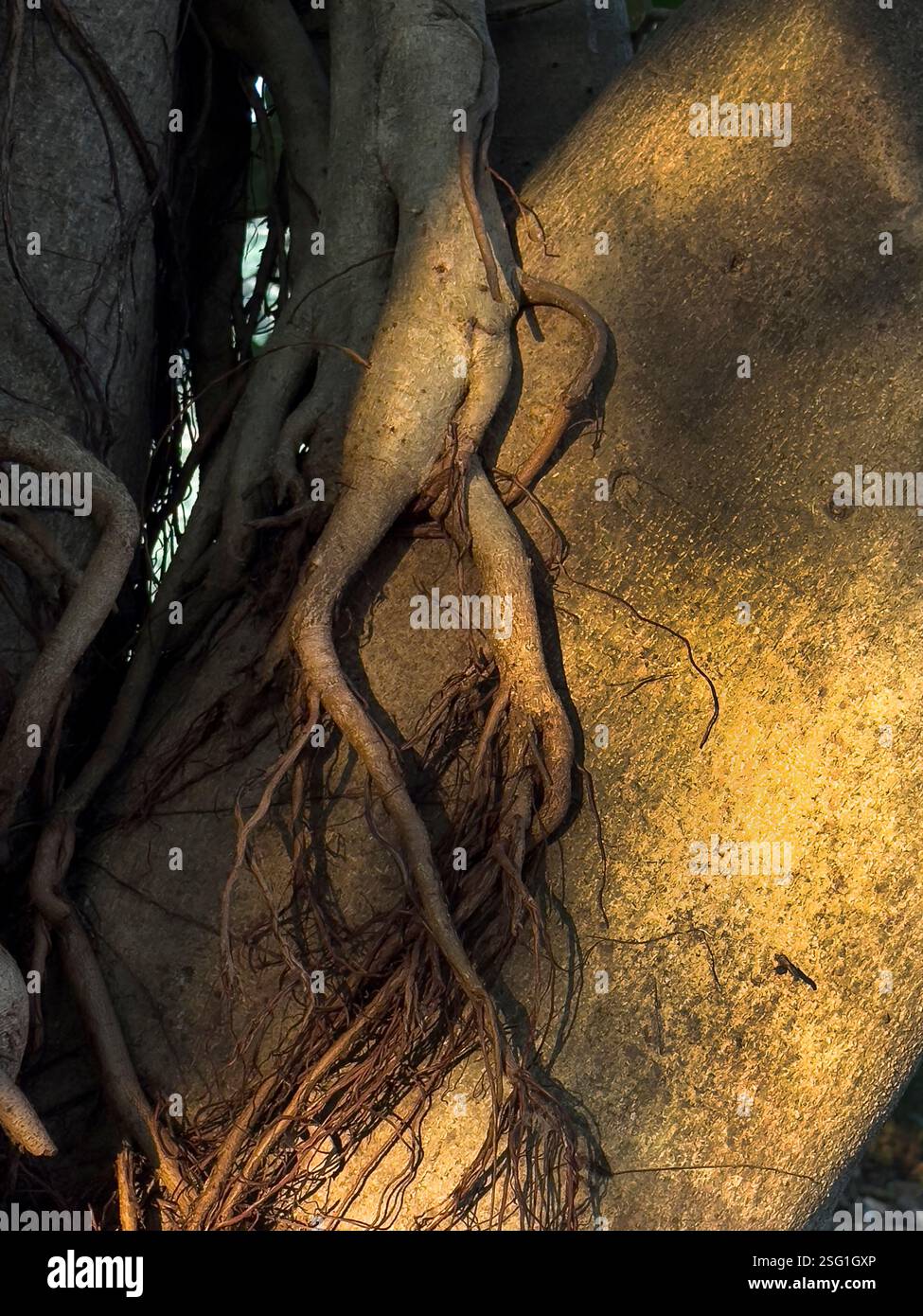 The Indian banyan tree (Ficusbenghalensis) in the tranquil gardens and ...