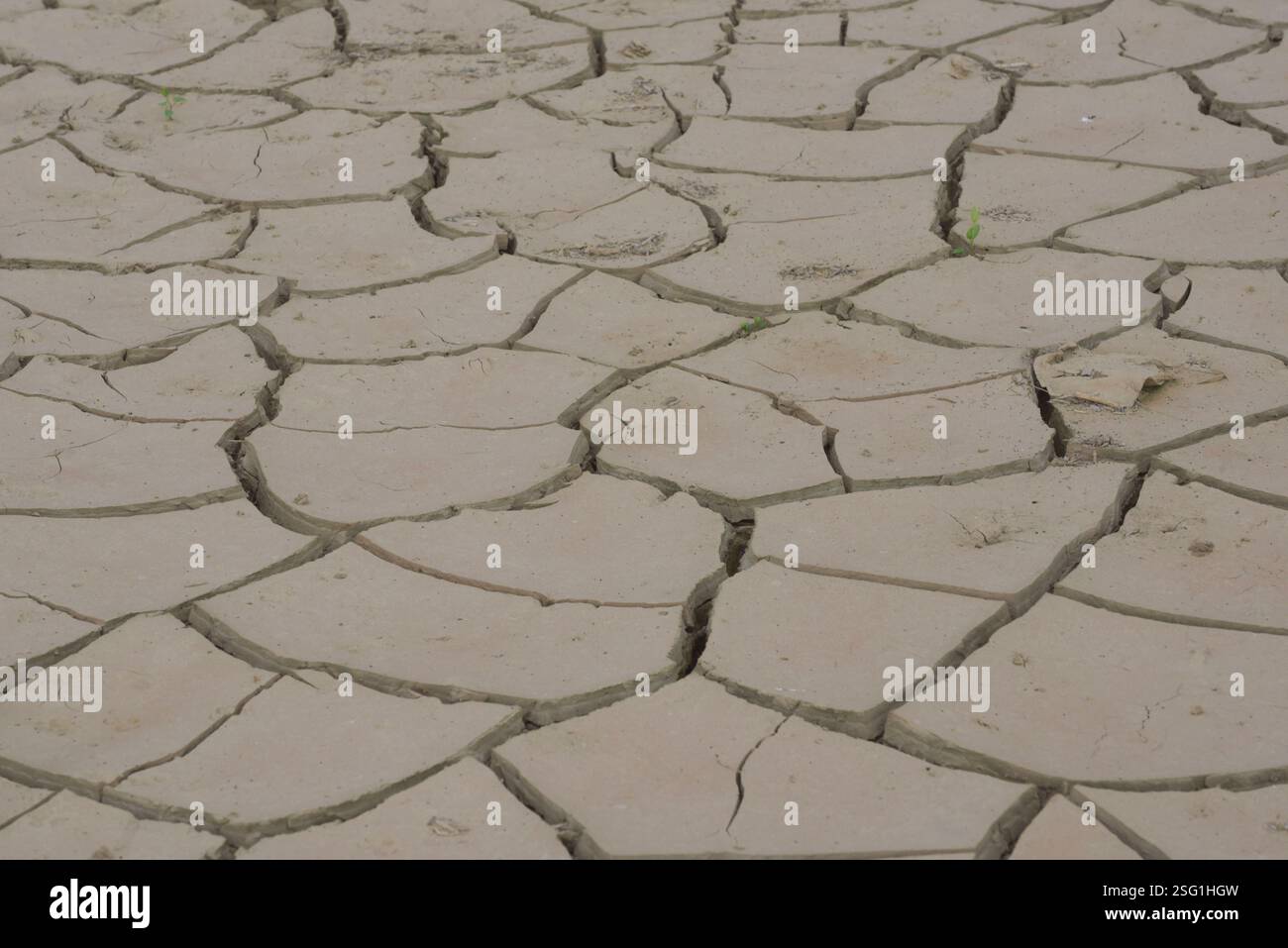 drought in agriculture on the field,dryness in time drought in ...